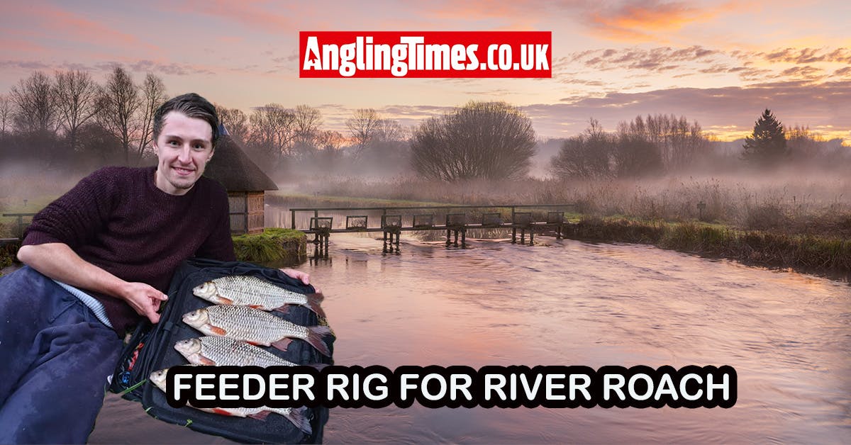 Use this bolt rig to catch specimen river roach | Angling Times