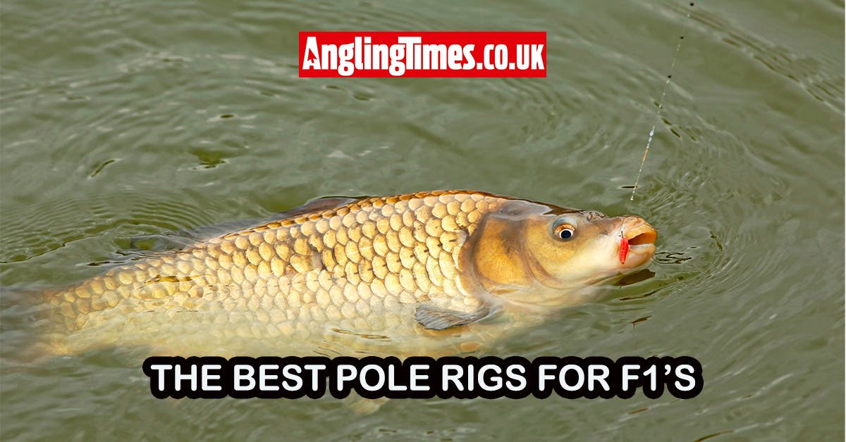 The best pole rigs for catching F1's