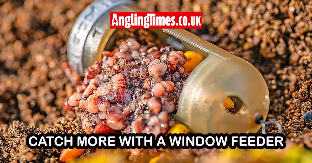 Window Feeders: A Guide to Using Them