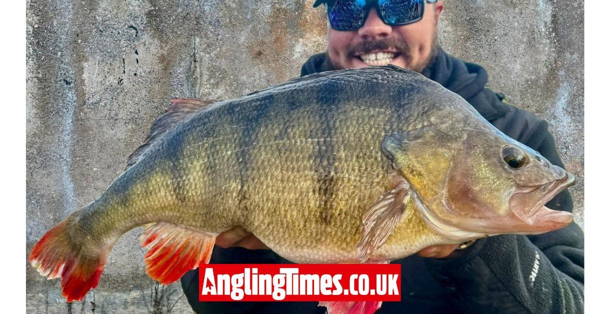 One of the biggest perch of the season has been landed! | Angling Times