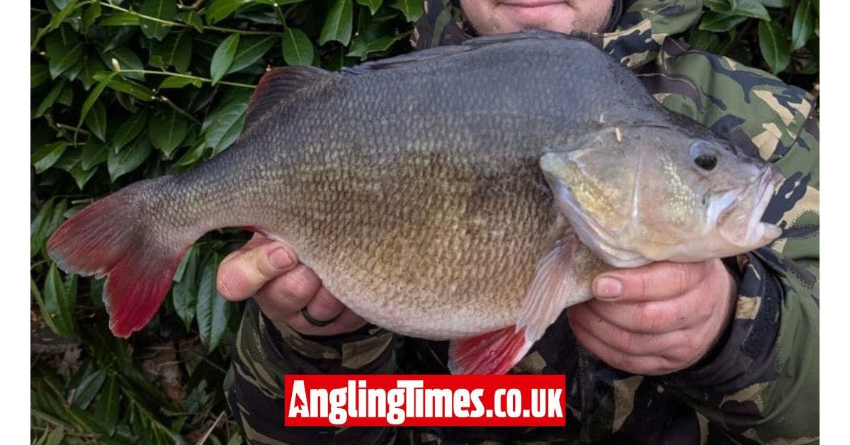 Big perch quest completed with fantastic stripey | Angling Times