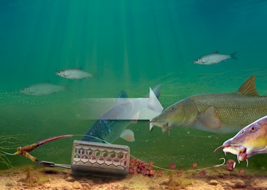 How to fish a feeder on the river