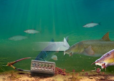 How to fish a feeder on the river