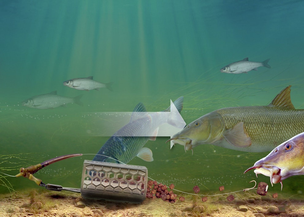 How to fish a feeder on the river