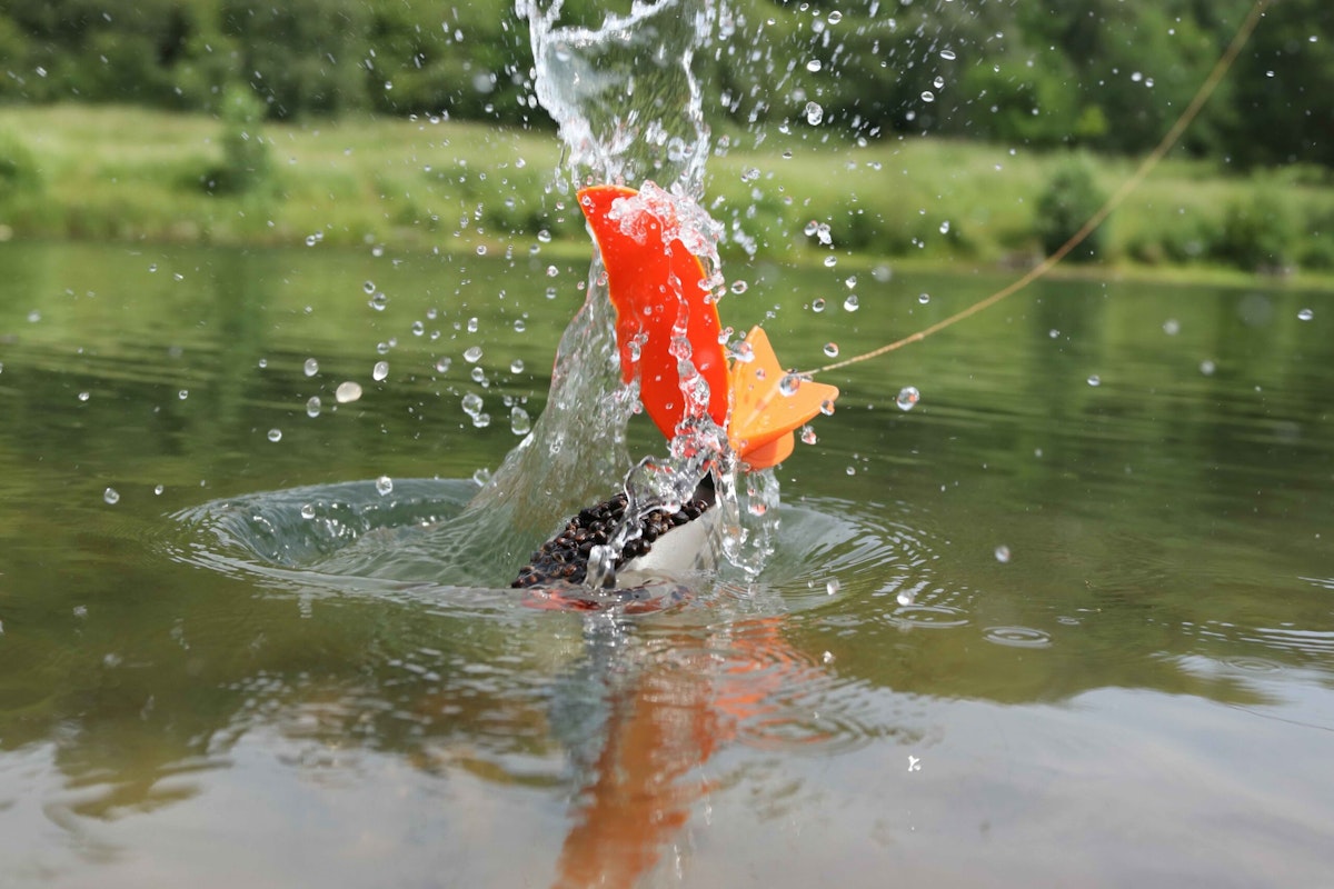 How and where to bait when carp fishing | Angling Times