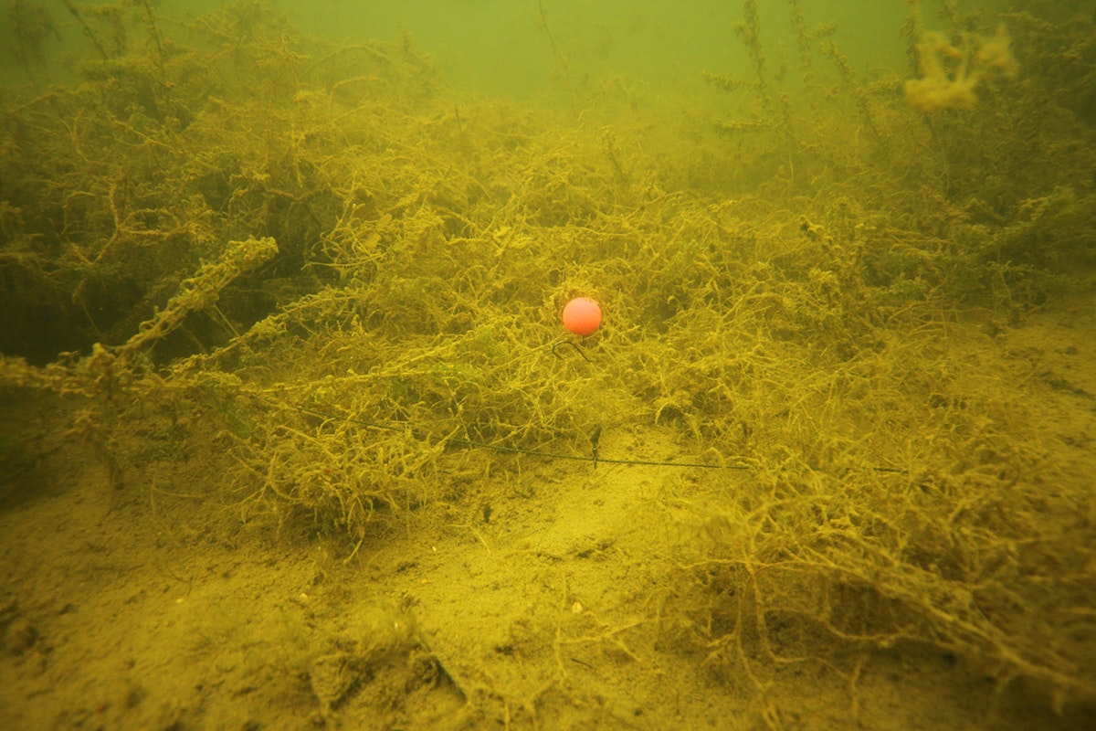 How to fish chod rigs for carp