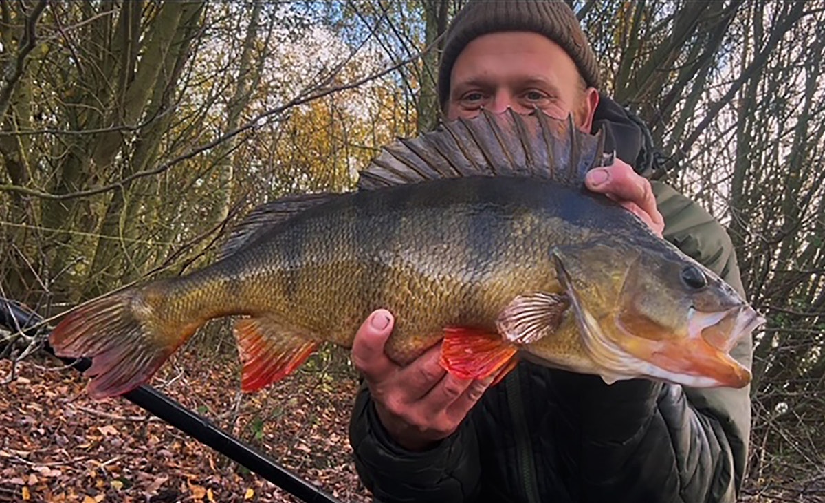 Massive perch in near-12lb brace rattle British Record by ounces ...