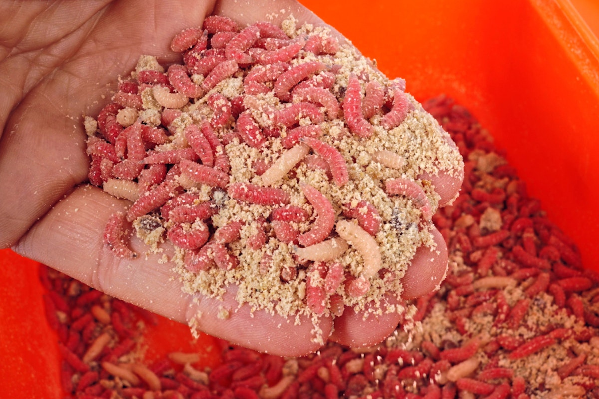 Beginner's Guide: How to Catch Your First Fish