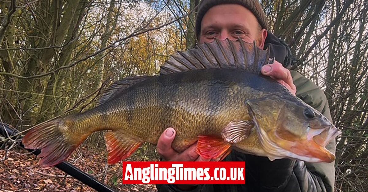 Massive perch in near-12lb brace rattle British Record by ounces ...