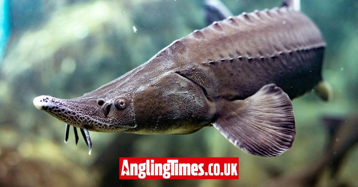 Anglers can help save the sturgeon from extinction | Angling Times
