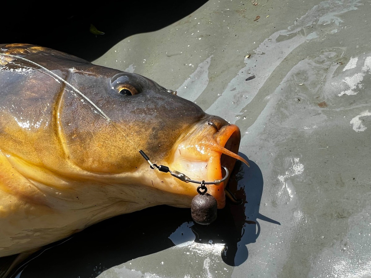 How to catch your first river carp