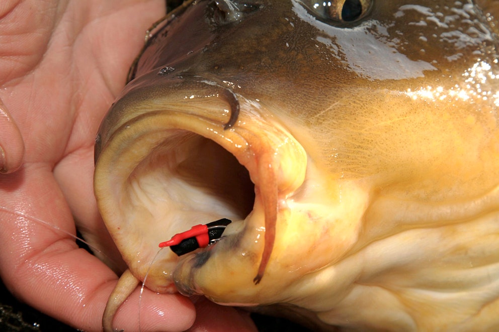 The do’s and don’ts of zig fishing for carp | Angling Times