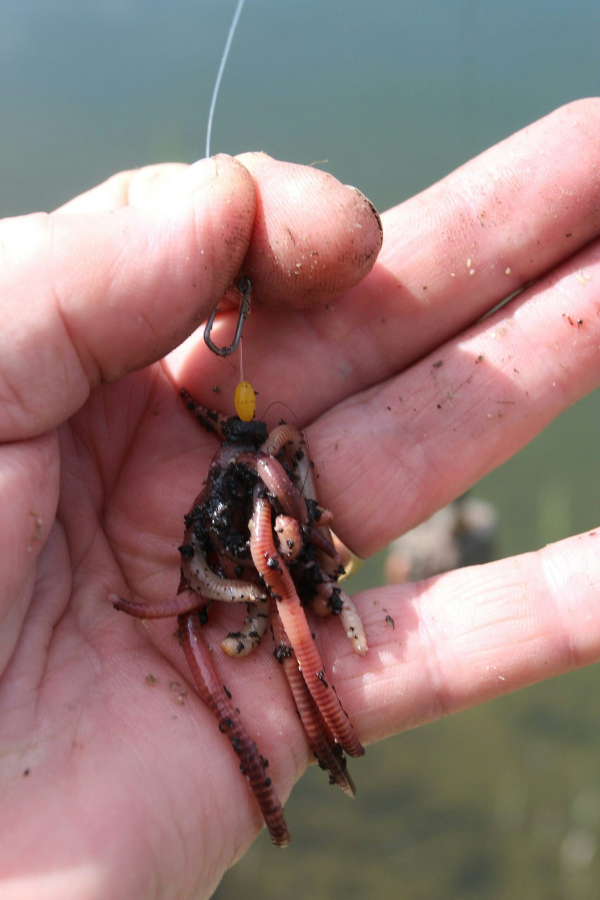 The worm kebab rig for tench and carp