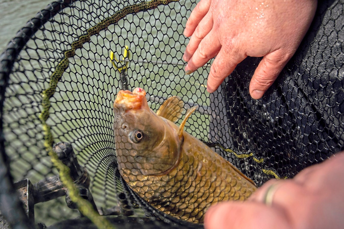 Catch more fish on the Method feeder in spring | Angling Times