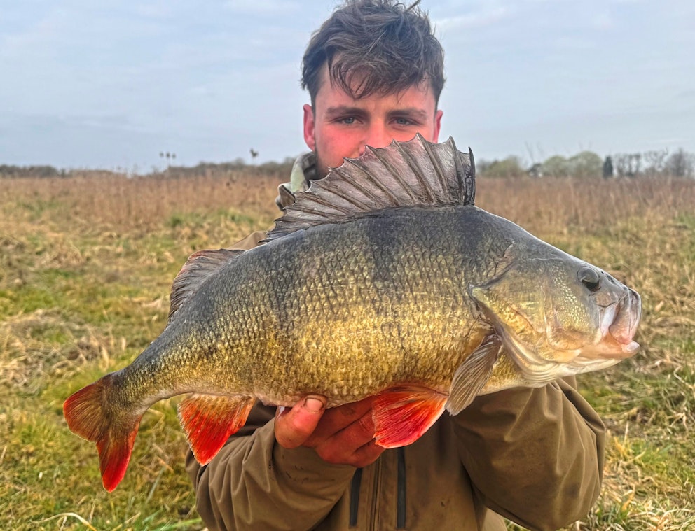 Has there been a better time to catch big perch? | Angling Times