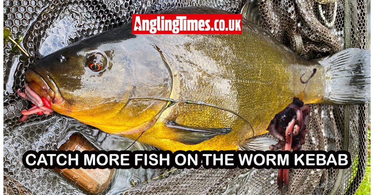 The worm kebab rig for tench and carp