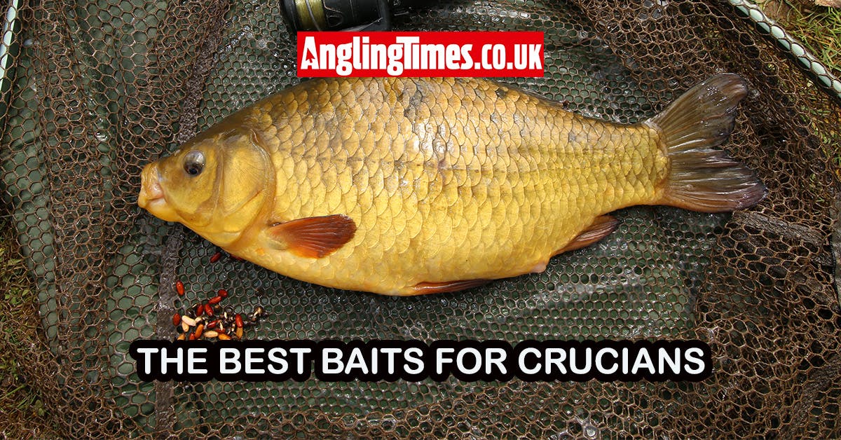 Bait | Advice | Angling Times