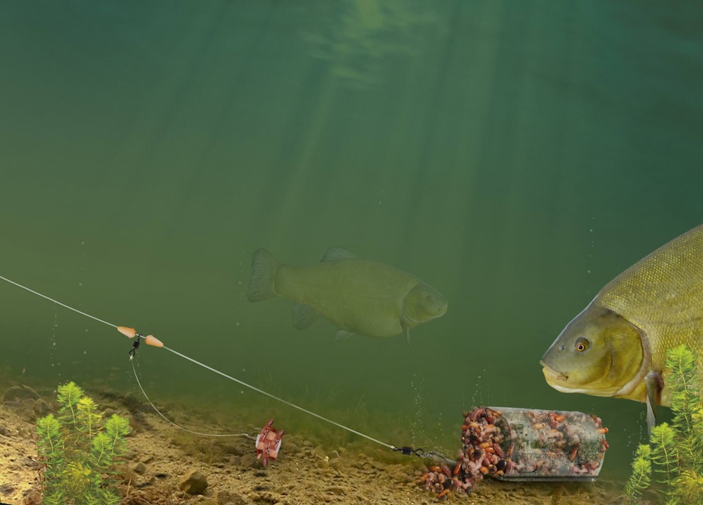 The worm kebab rig for tench and carp
