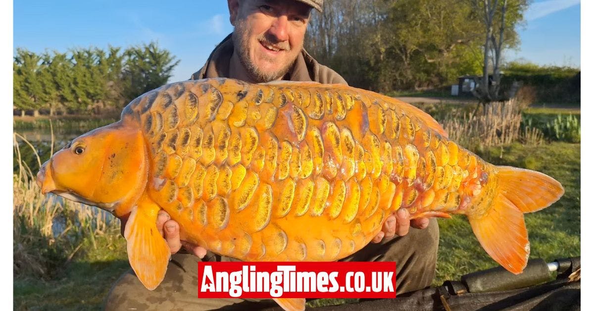 Angler catches a huge koi carp from his own lake | Angling Times