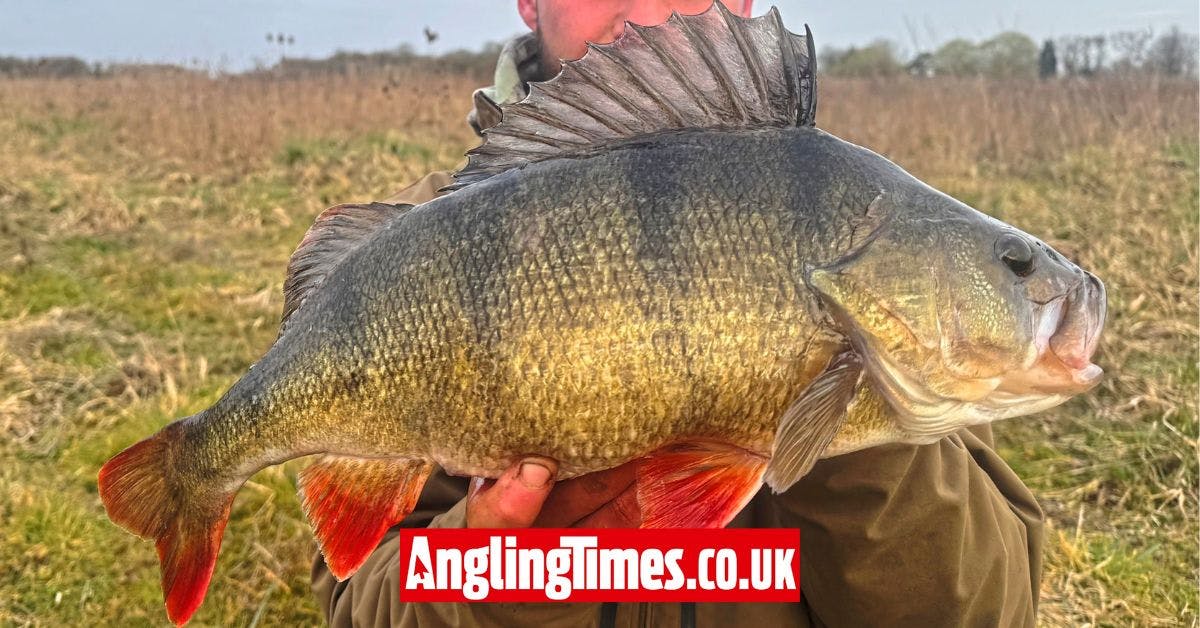 Giant Thames perch tops amazing session | Angling Times