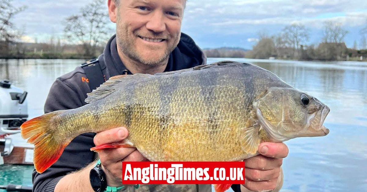 Has there been a better time to catch big perch? | Angling Times