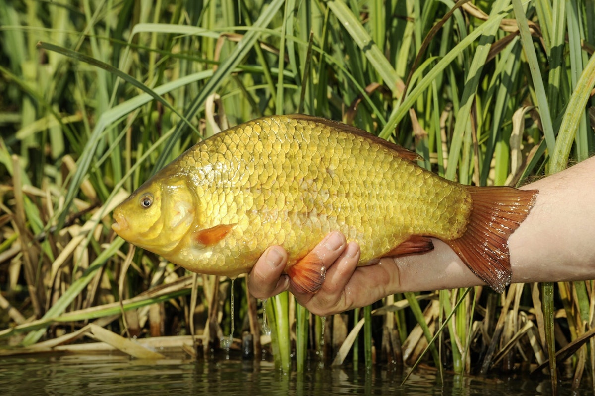 Best Baits for Crucian Carp