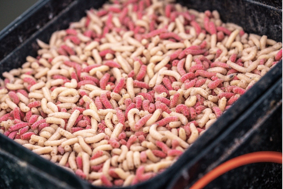 Use these baits to catch more F1 carp