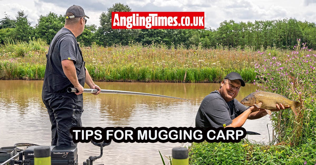 The best tips for mugging carp on the pole | Jamie Hughes | Angling Times