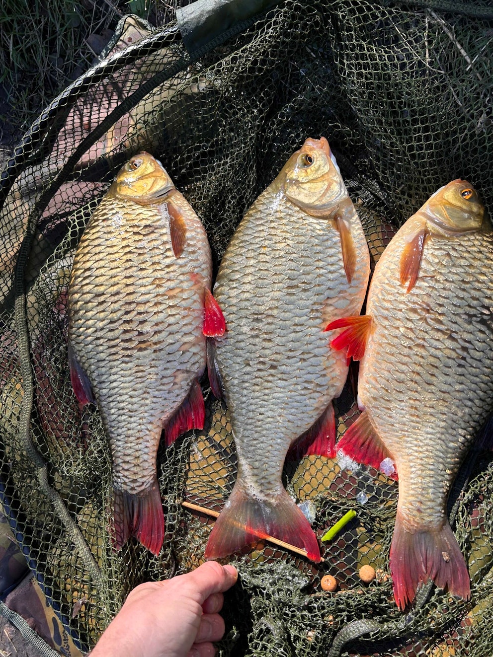 How to catch specimen rudd | Tips and tactics
