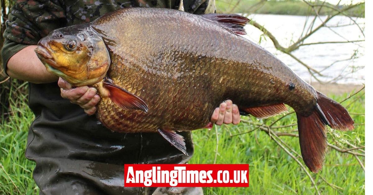 Tiger nut is the downfall of monster Yorkshire bream | Angling Times