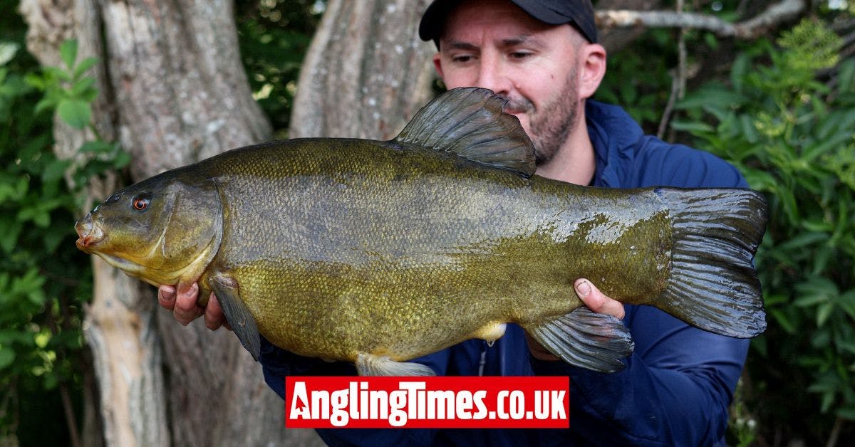 Two bites – two tench landed for 23lb | Angling Times