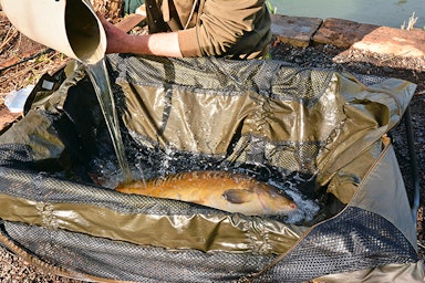 How to weigh fish safely and accurately