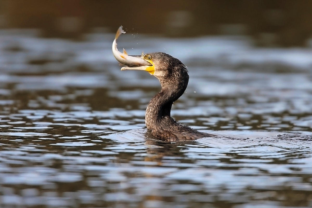 The law looks to be changing over cormorant control | Angling Times