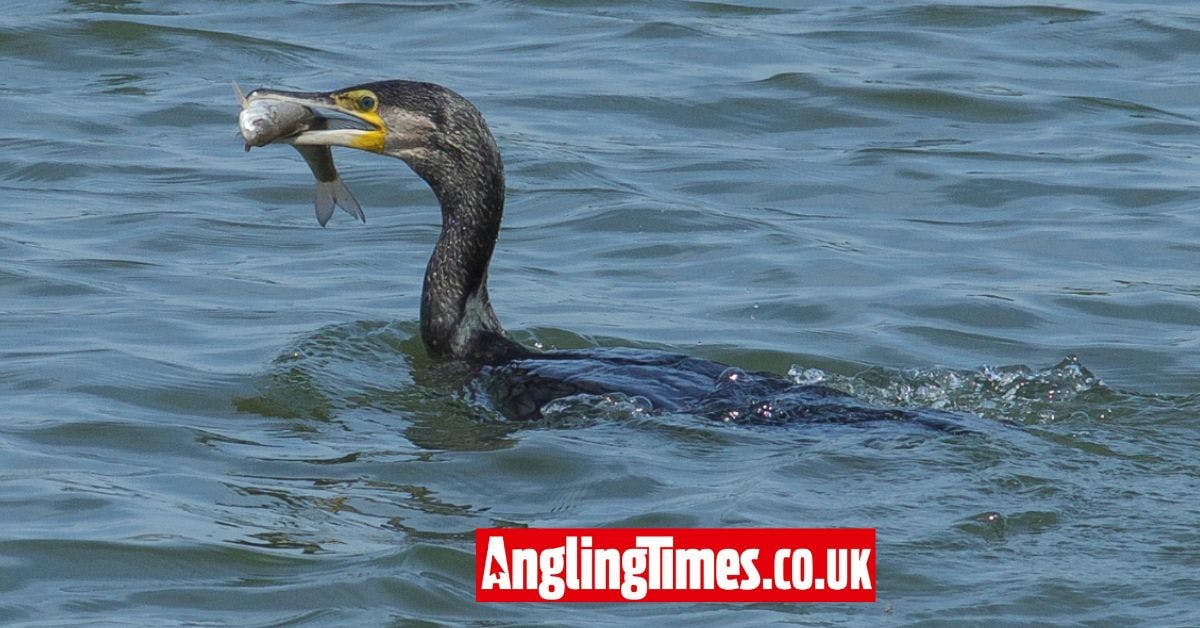 The law looks to be changing over cormorant control | Angling Times
