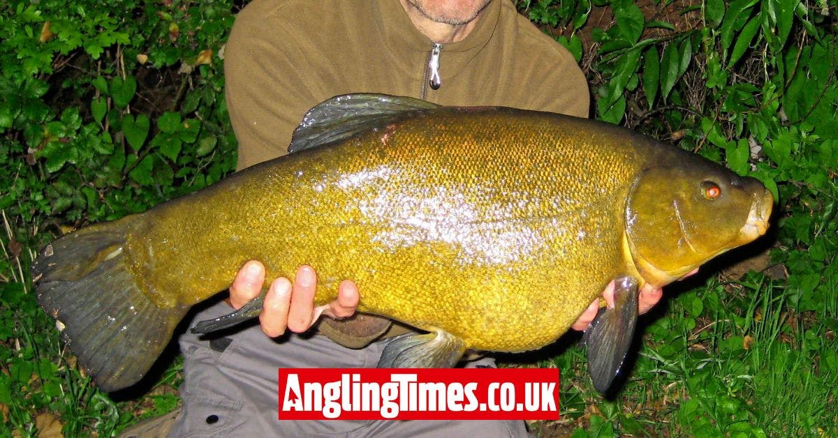 What a week it’s been for tench fishing | Angling Times