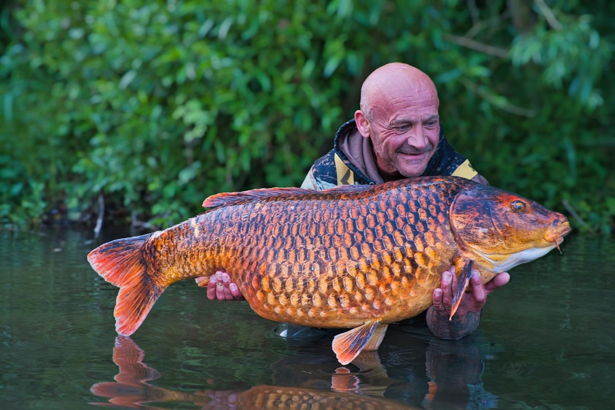 Giant koi carp landed in chance fishing session | Angling Times