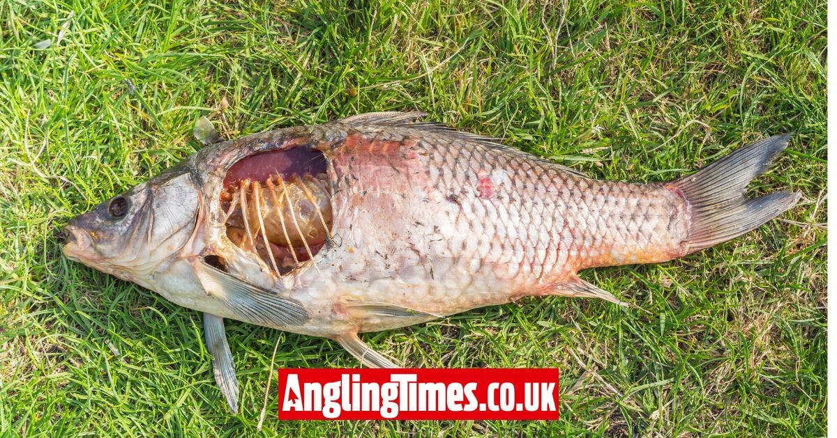 KHV is on the rise again | what you need to know | Angling Times