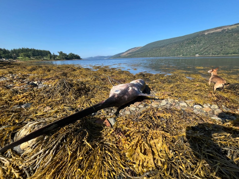 10-foot Loch Fyne Monster found in extraordinarily rare discovery ...