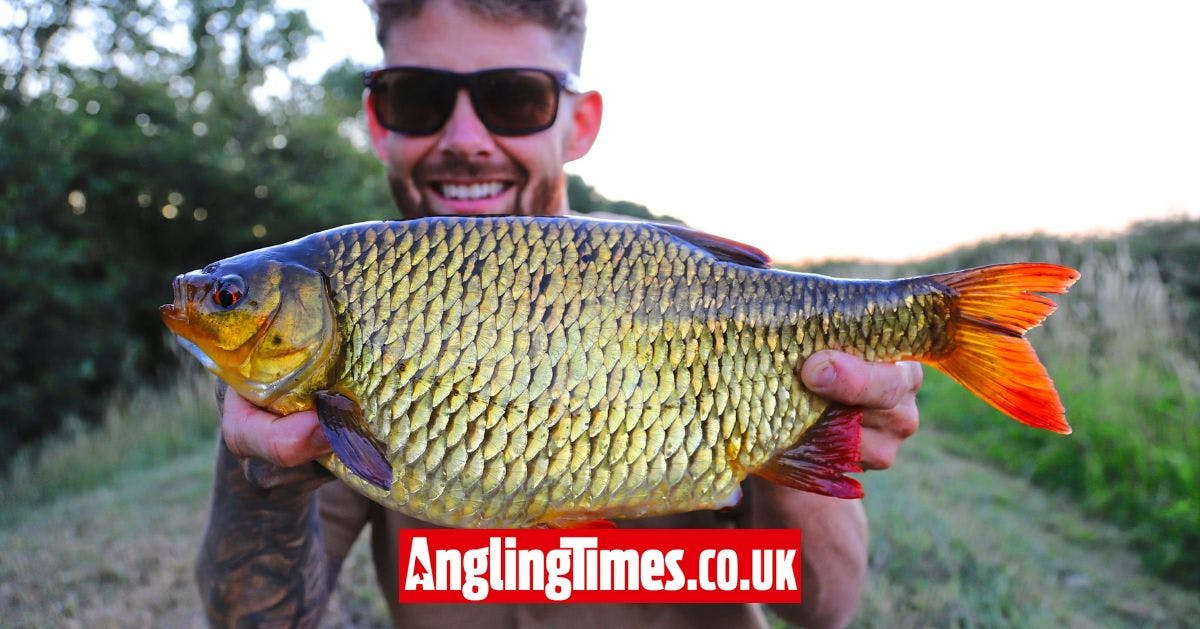Perfect rudd rewards hours of searching | Angling Times