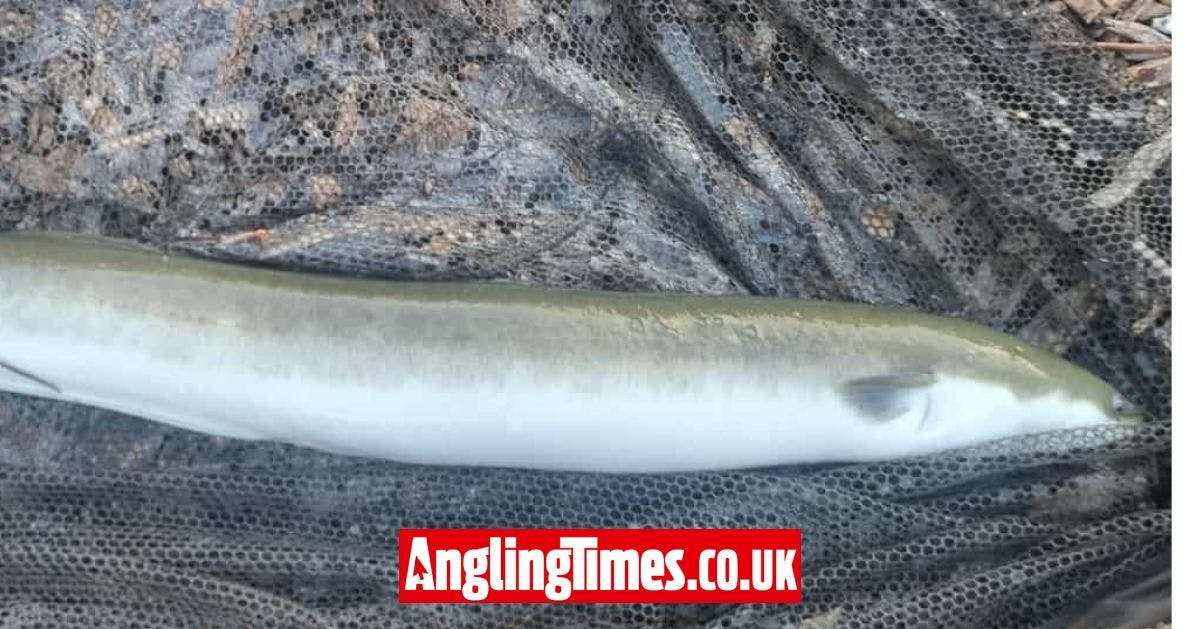 Massive eel surprises angler during carp fishing session | Angling Times