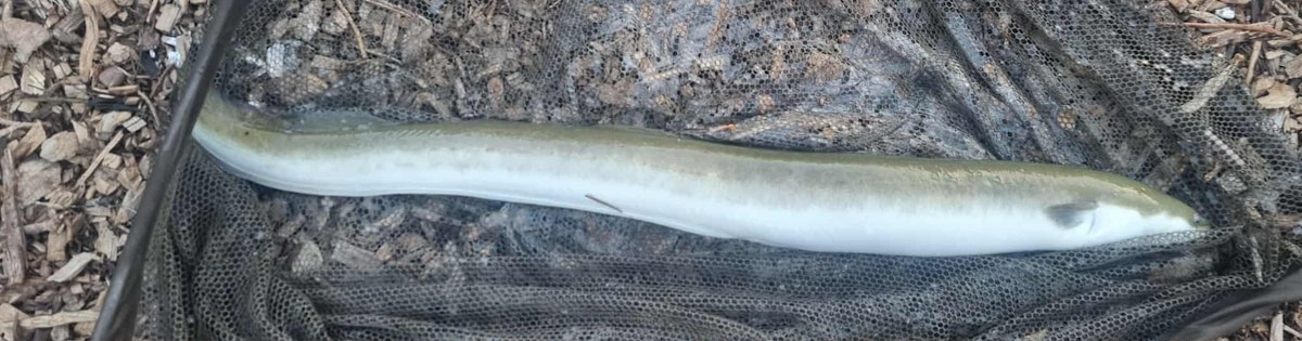 Massive eel surprises angler during carp fishing session | Angling Times