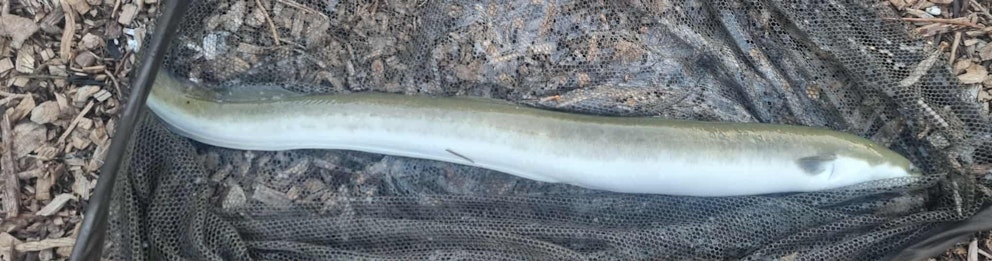 Massive eel surprises angler during carp fishing session | Angling Times