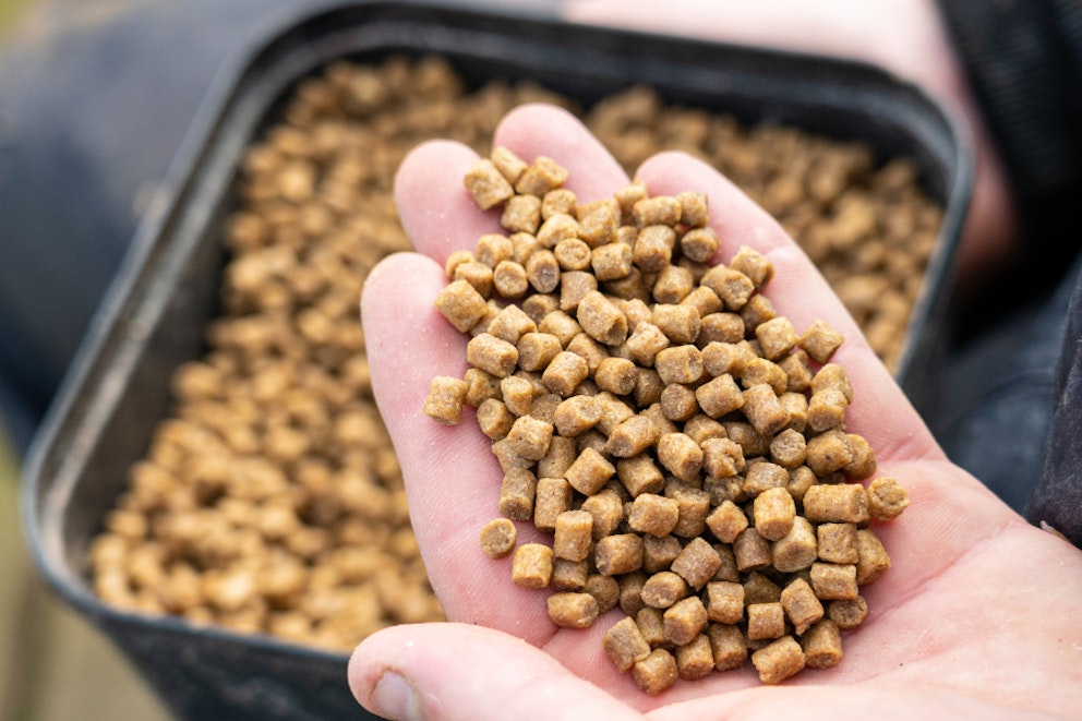 How to catch carp in autumn using pellets