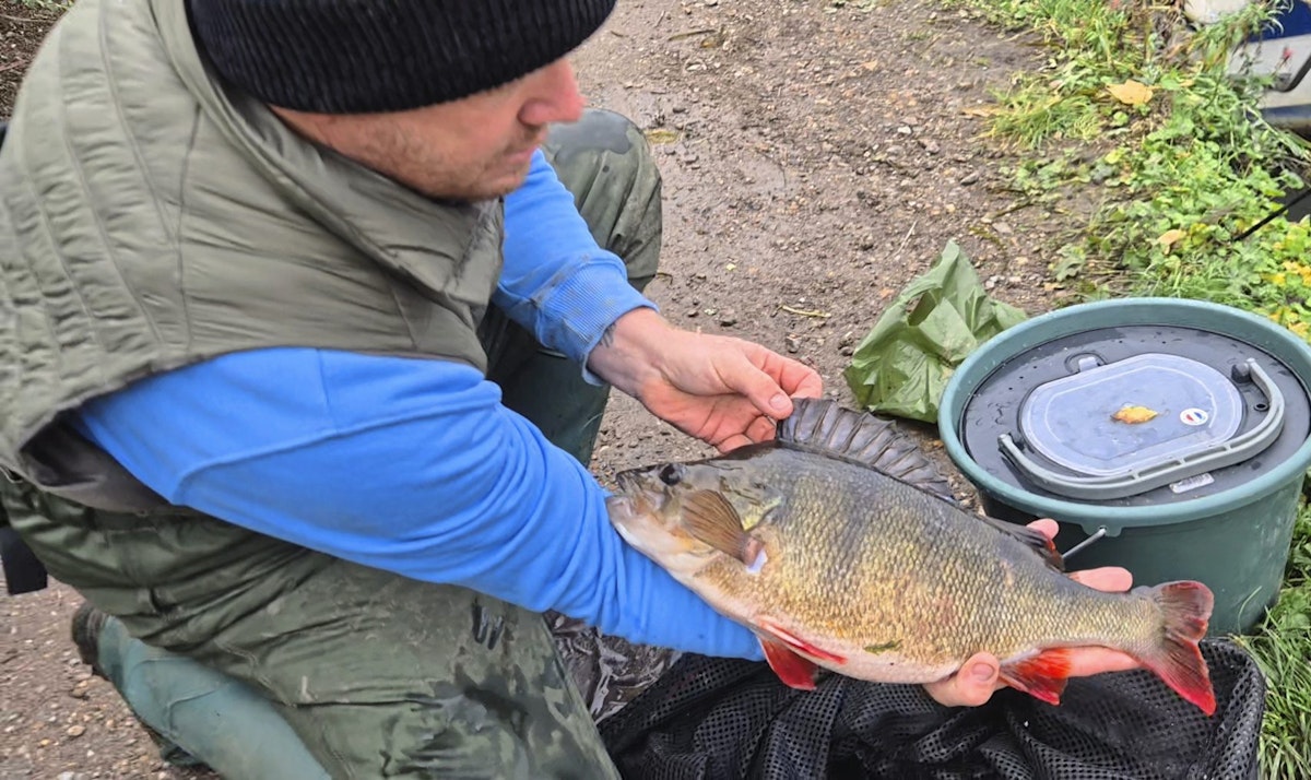 Monster river perch smashes record | Angling Times