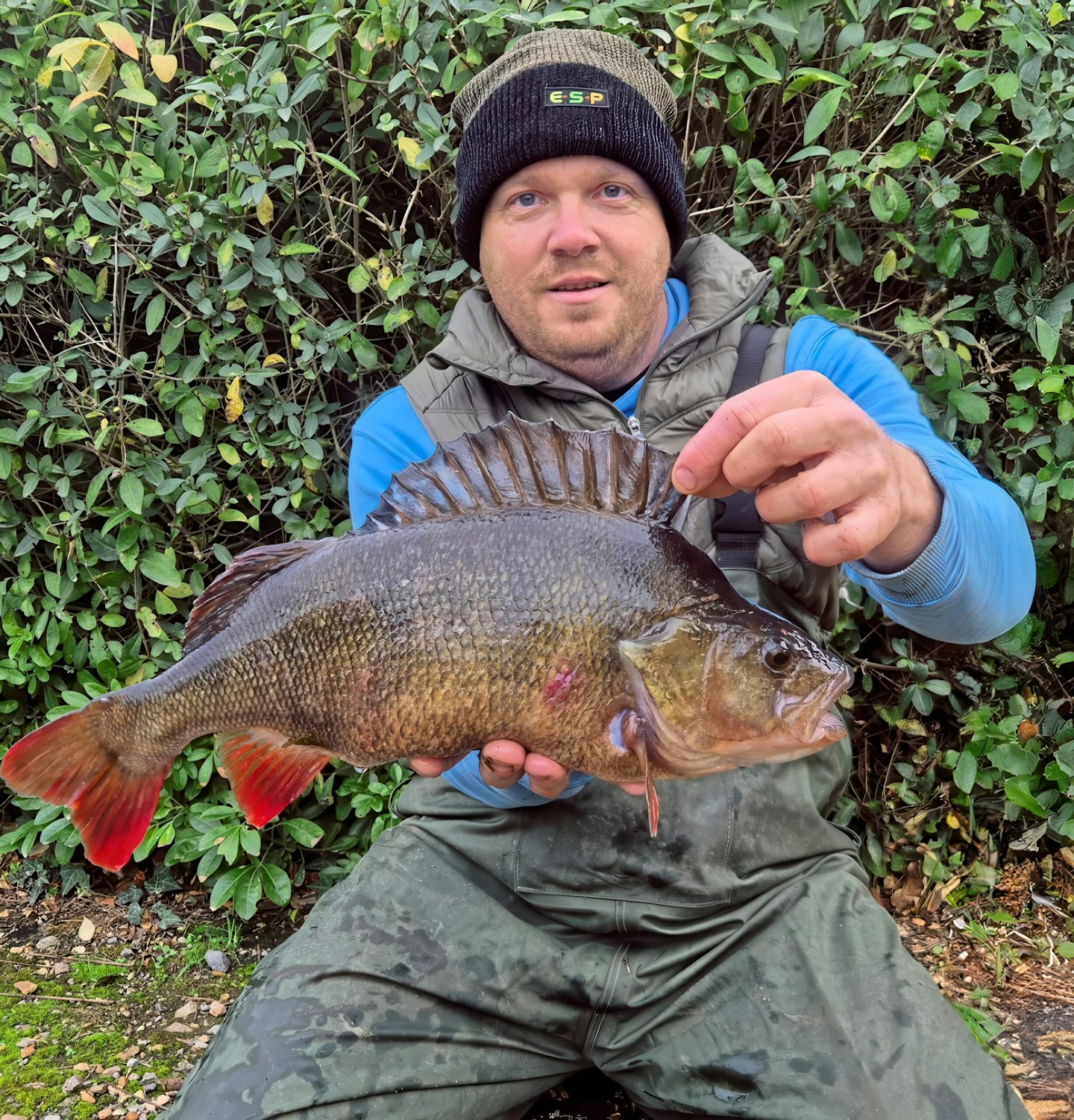 Monster river perch smashes record | Angling Times