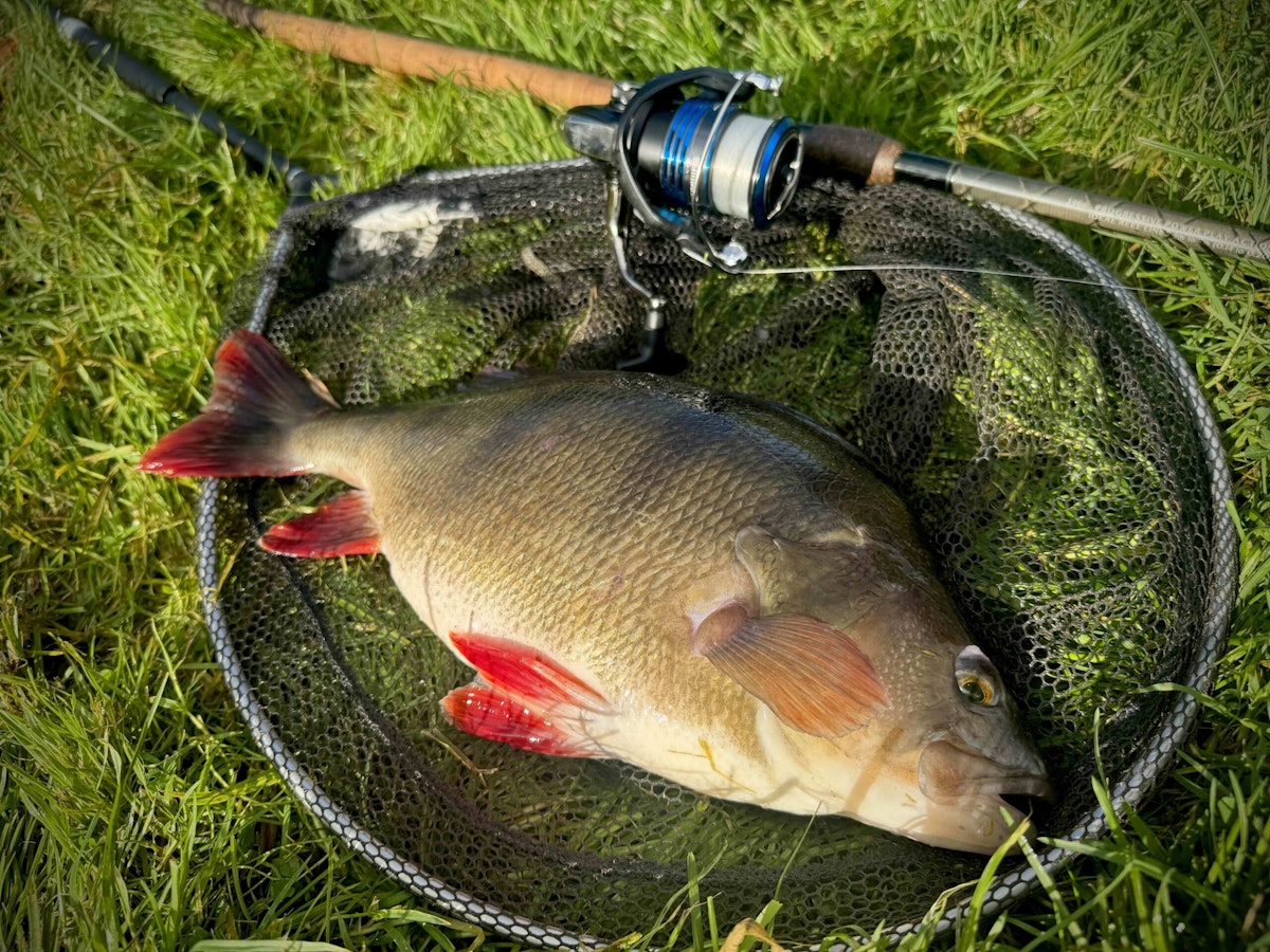 First-ever cast on a river produces sensational perch | Angling Times
