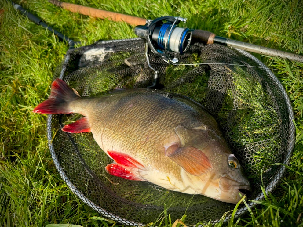 First-ever cast on a river produces sensational perch | Angling Times