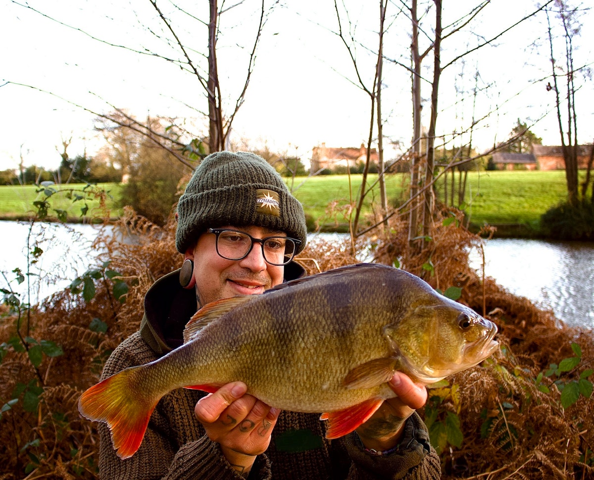 Angler turns to prawns to bank superb perch | Angling Times
