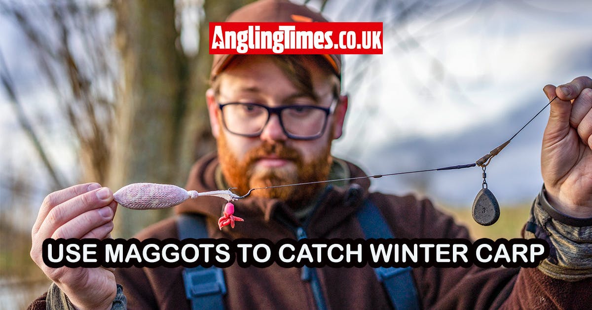 Why maggots are unbeatable for winter carp fishing