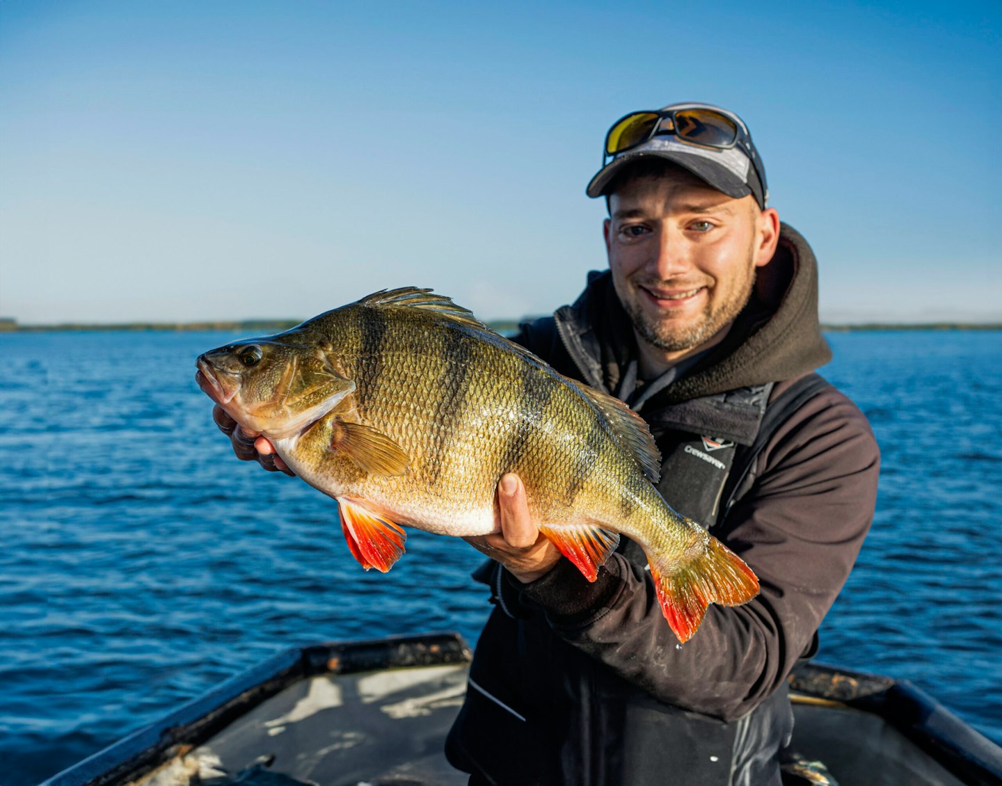 Exceptional perch caught during brief feeding window | Angling Times